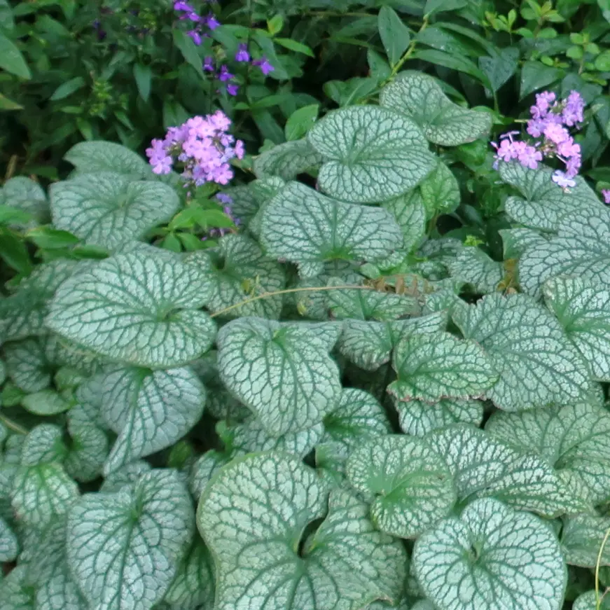 Brunnera macrophylla 'Alexander's Great' (Pot Size 2L) Siberian Bugloss ...