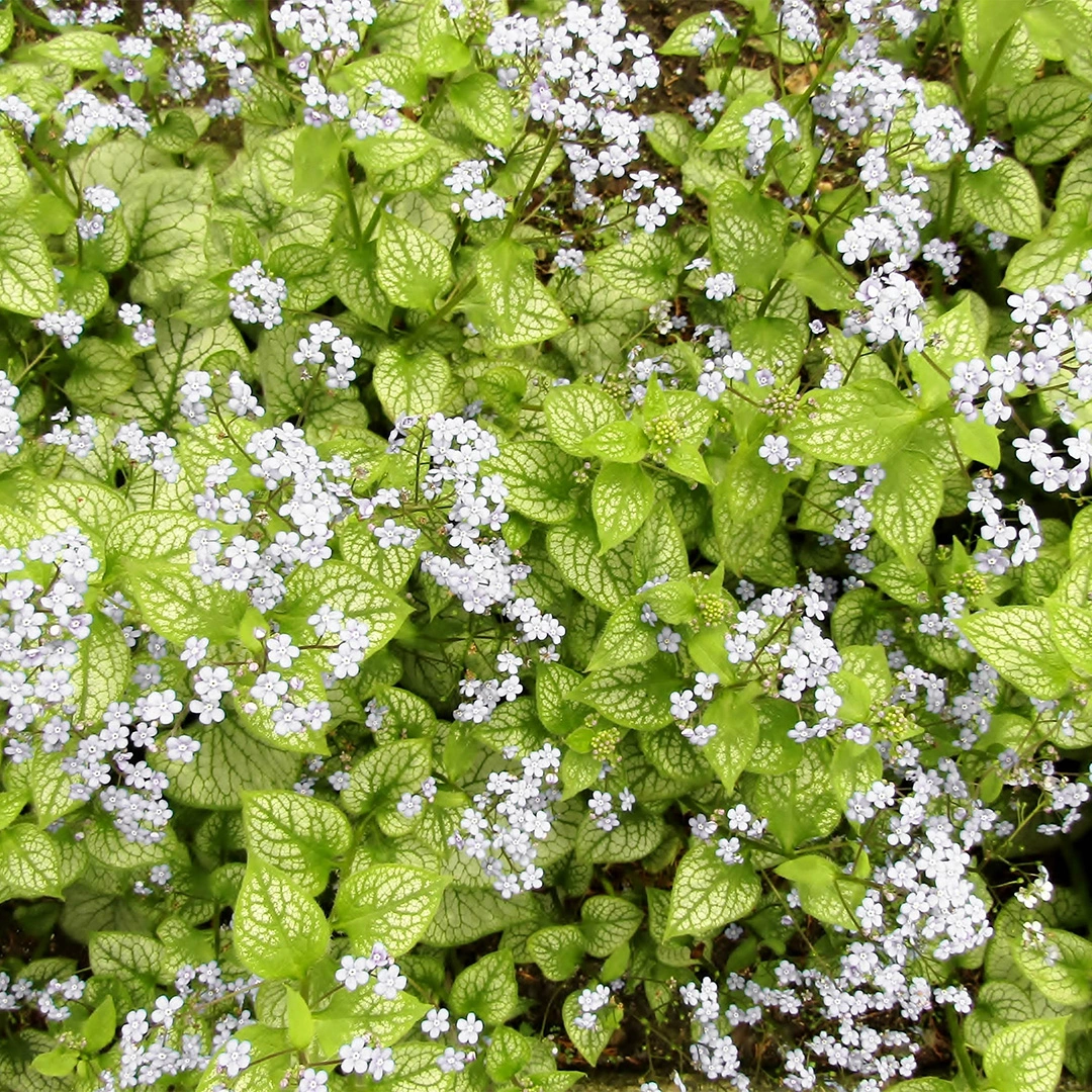 Brunnera macrophylla 'Mr Morse' (Pot Size 2L) - Siberian Bugloss - The ...