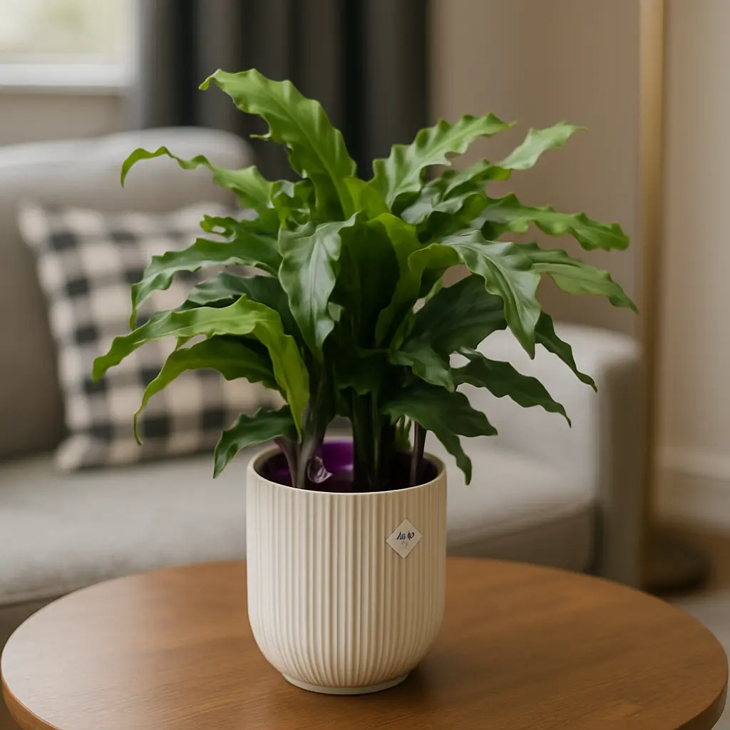 Calathea 'Blue Grass' (Pot Size 12cm) Prayer Plant - The Boma Garden Centre