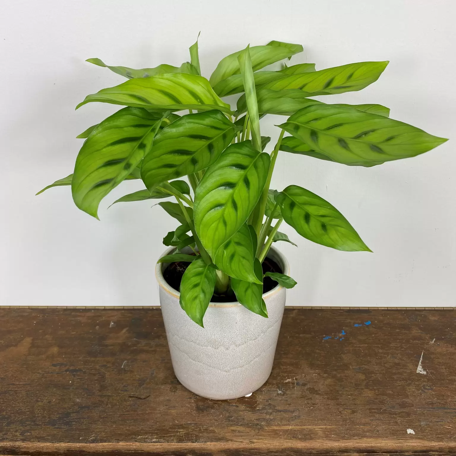Calathea leopardina 12cm - The Boma Garden Centre