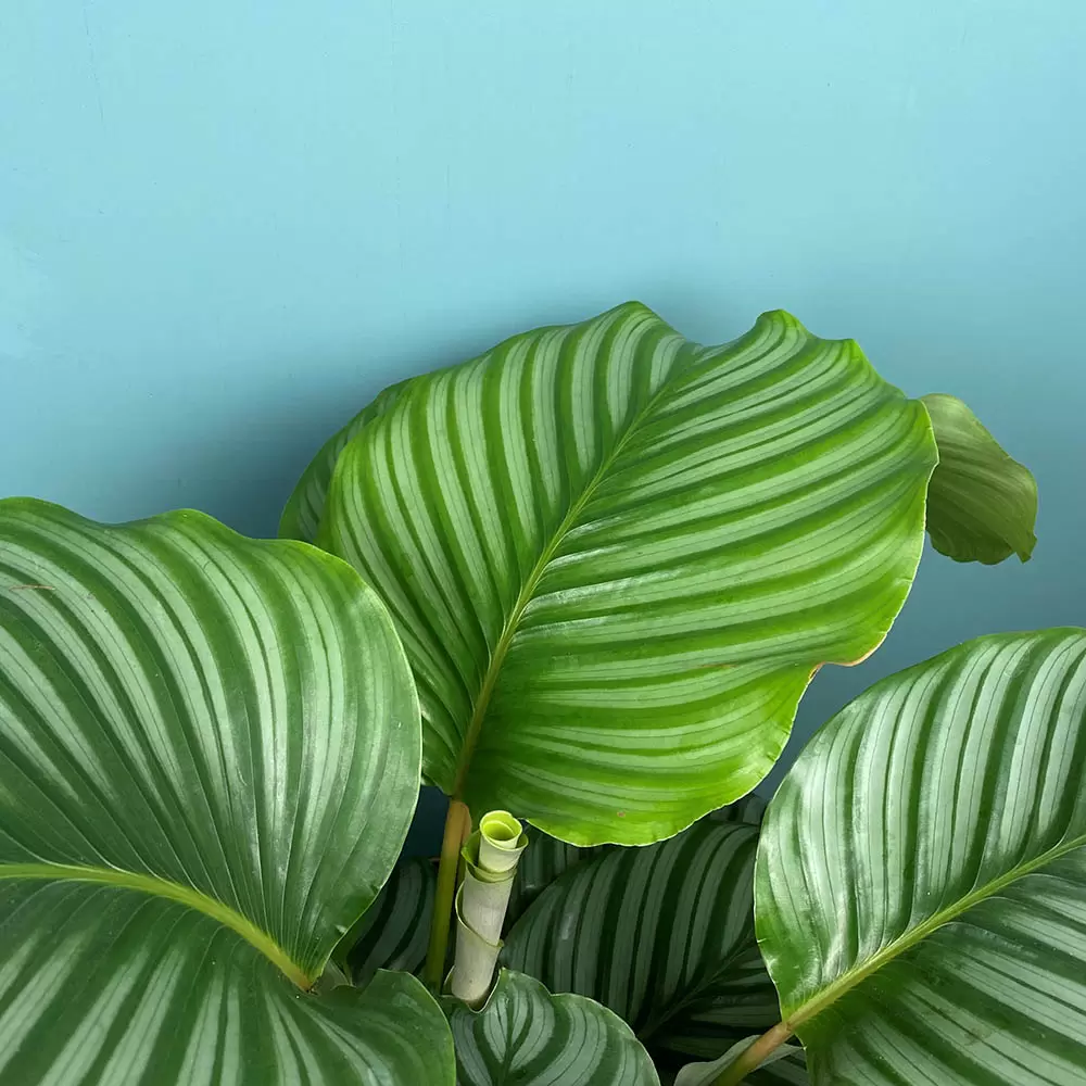 Calathea orbifolia (Pot Size 19cm) Orbifolia prayer plant - The Boma ...
