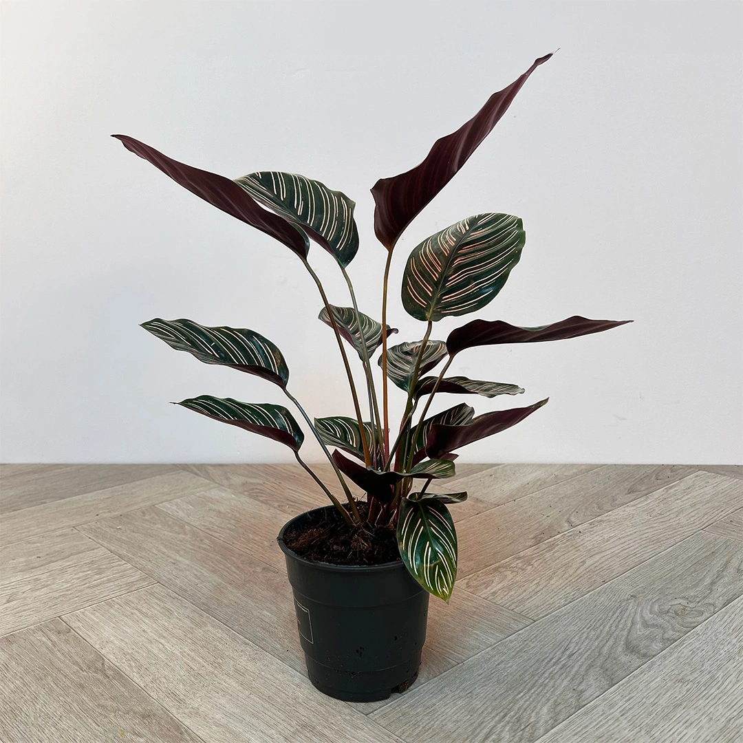 Calathea ornata (Pot Size 12cm) Pin stripe Calathea - The Boma Garden ...
