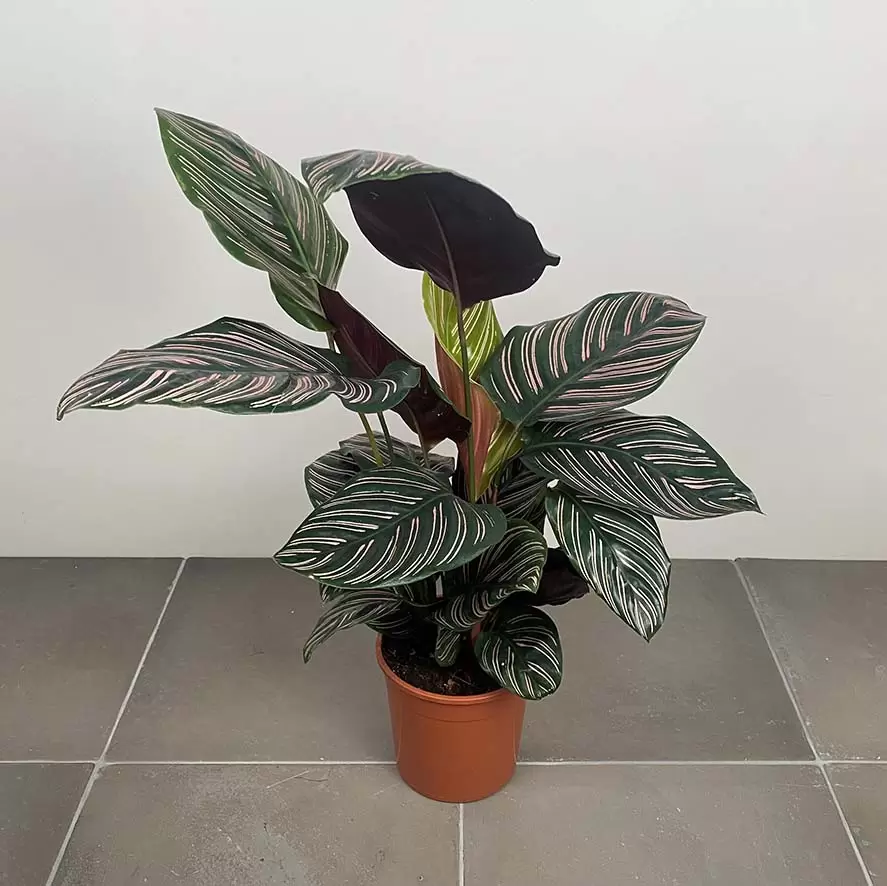 Calathea ornata (Pot Size 19cm) Pin stripe Calathea - The Boma Garden ...