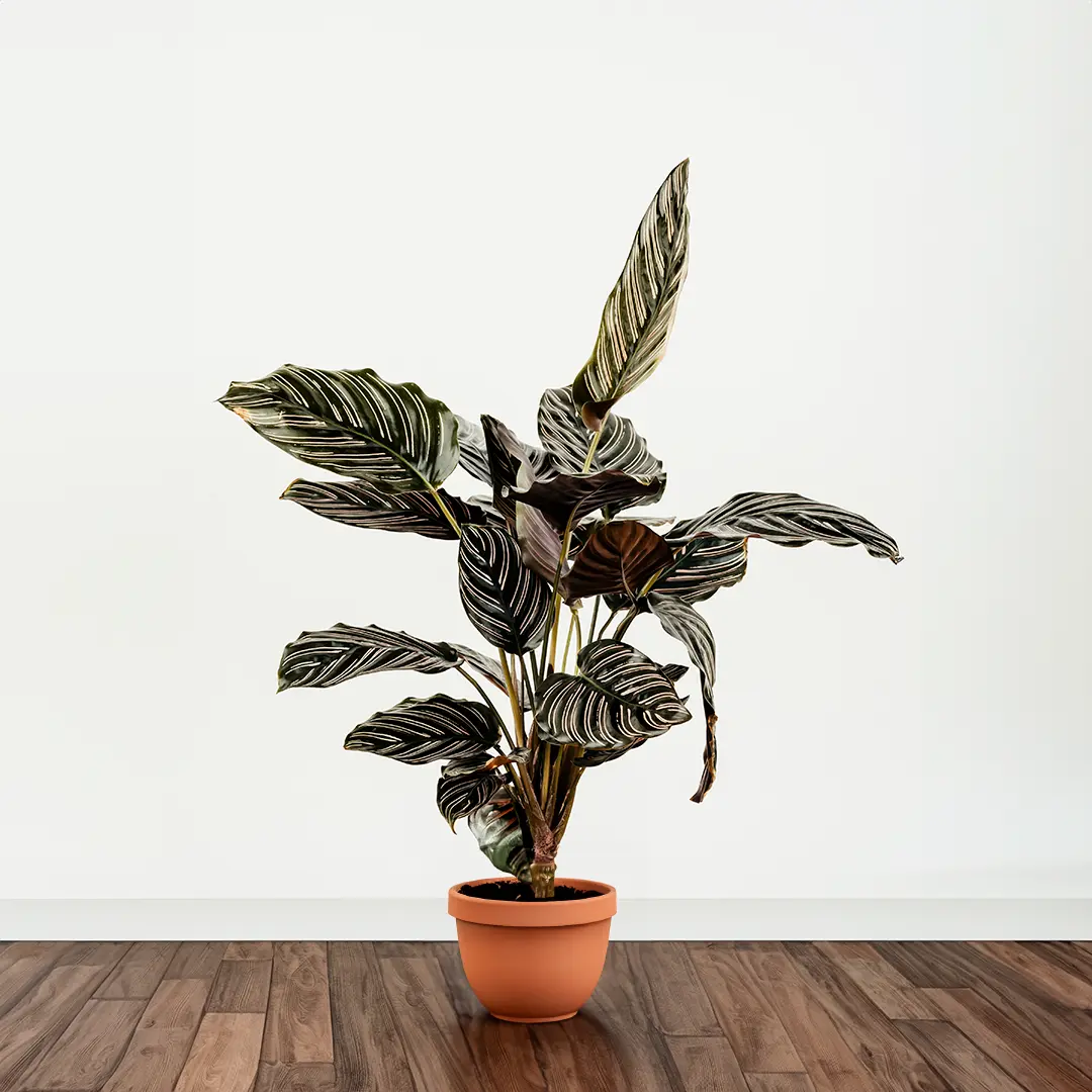 Calathea ornata (Pot Size 24cm) Pin stripe Calathea - The Boma Garden ...