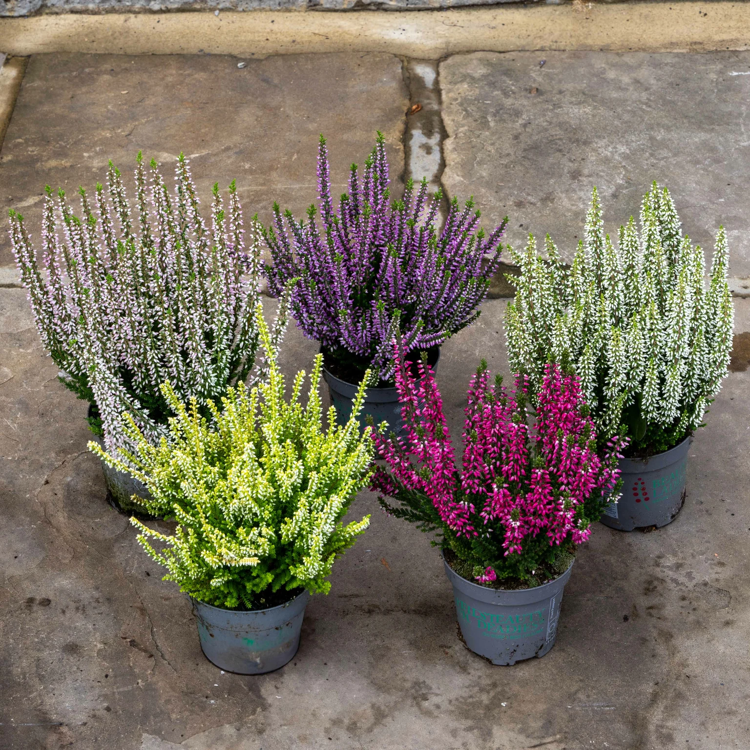 Calluna 'Beauty Ladies' Optional Colours (6 Pack) Vibrant Heather - The ...