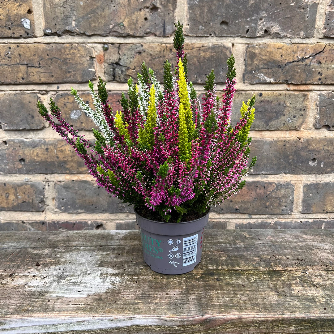 Calluna 'Beauty Ladies' (Pot Size 12cm) Vibrant Heather - The Boma ...