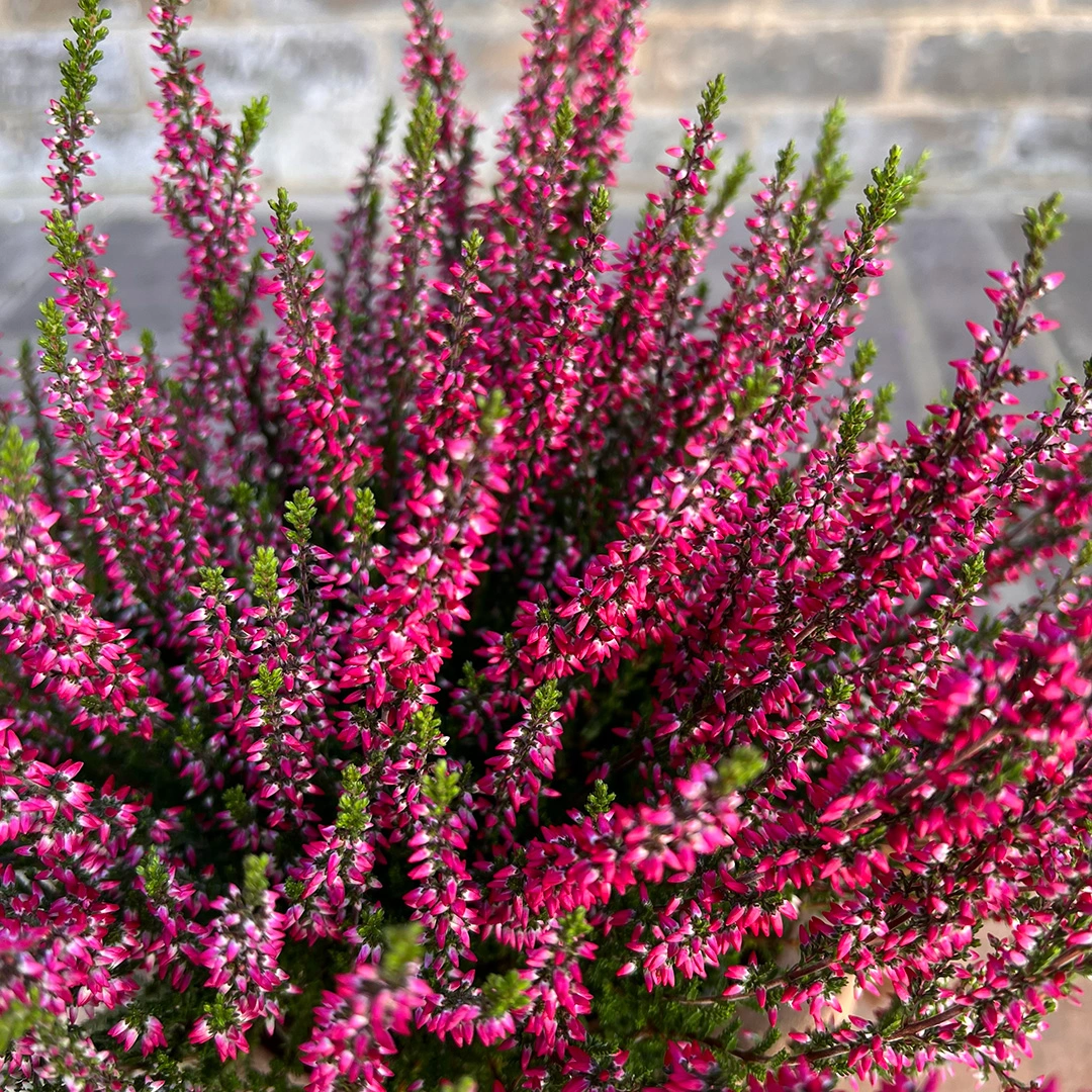 Calluna vulgaris 'Garden Girls' Series Red (12cm) - The Boma Garden Centre