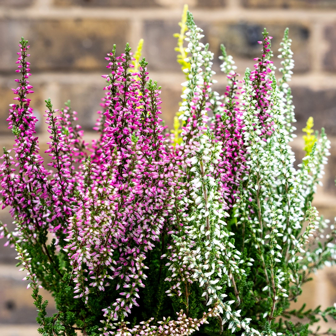 Calluna vulgaris 'Twin Girls' Series (12cm) - The Boma Garden Centre