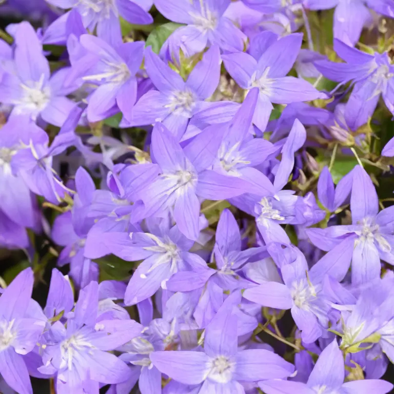 Campanula 'Garden Star' (Pot Size 2L) - The Boma Garden Centre
