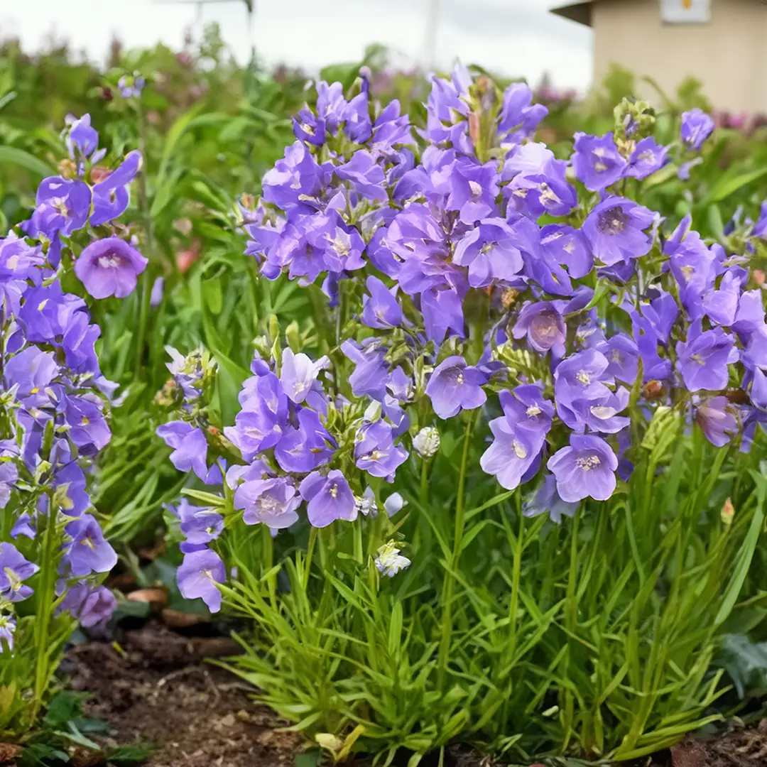 Campanula persicifolia ‘Takion Blue’ (Pot Size 2L) Peach Leaved ...