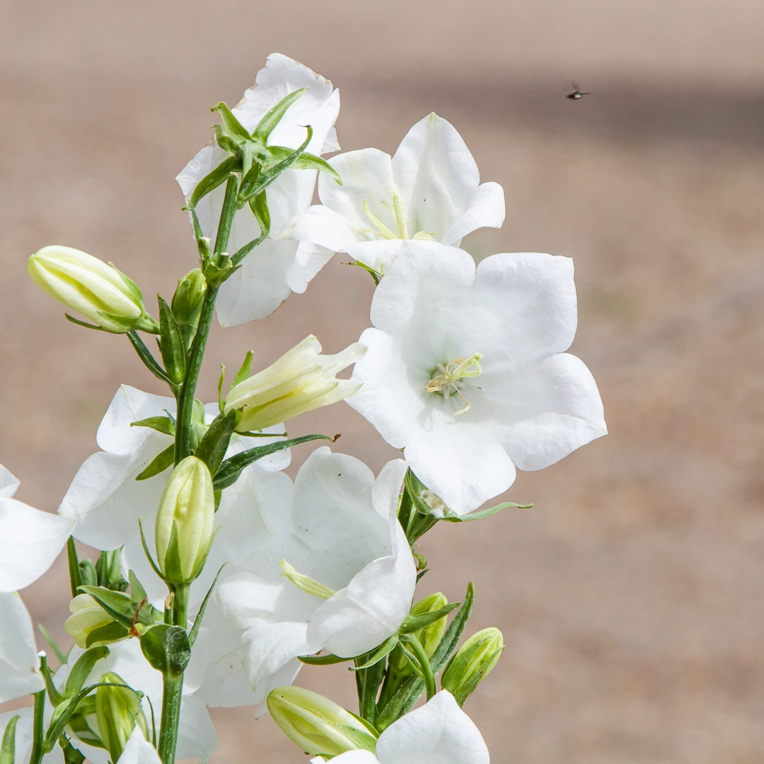 Campanula persicifolia 'Takion White' (Pot Size 3L) - The Boma Garden ...