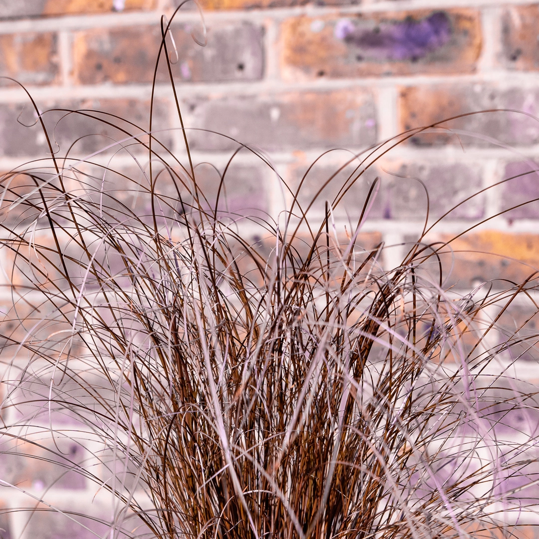 Carex Comans Bronze (11cm) Bronze New Zealand Hair Sedge - The Boma ...