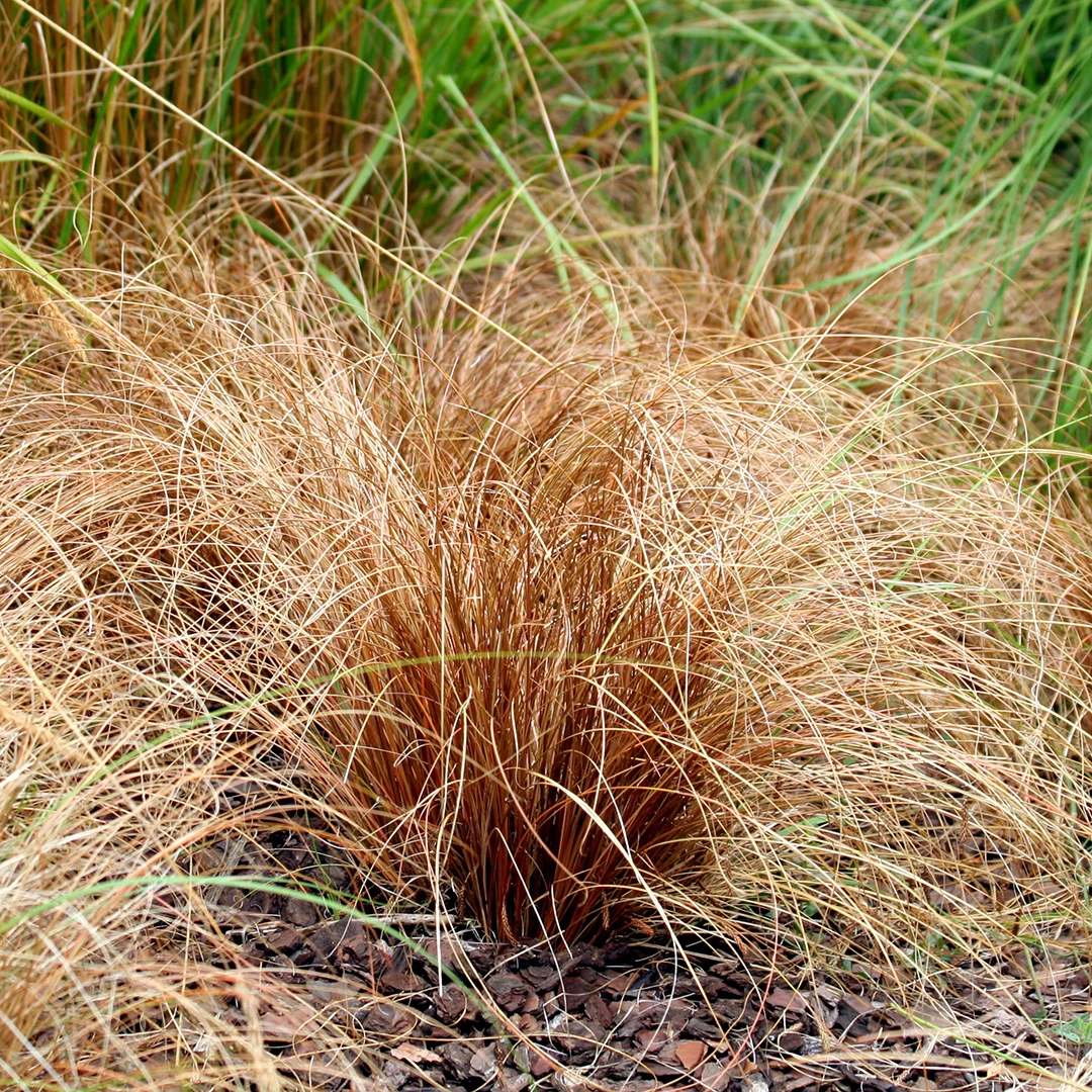 Carex comans 'Bronze form' (2L) - The Boma Garden Centre