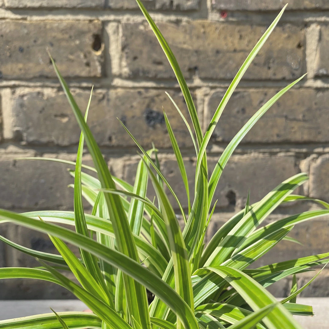 Carex Ice Dance (Pot Size 11cm) - Sedge - The Boma Garden Centre