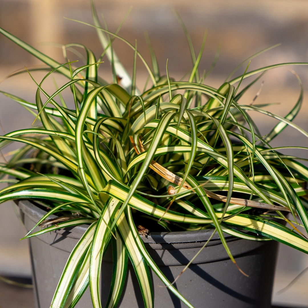 Carex oshimensis Evergold (11cm) Japanese Sedge - The Boma Garden Centre