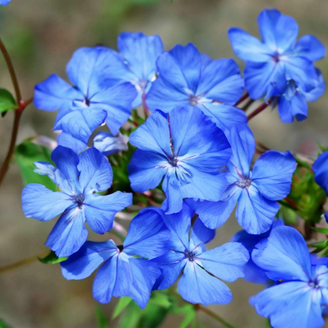 Ceratostigma Griffithii (Pot Size 19cm) Griffith’s Leadwort - The Boma ...