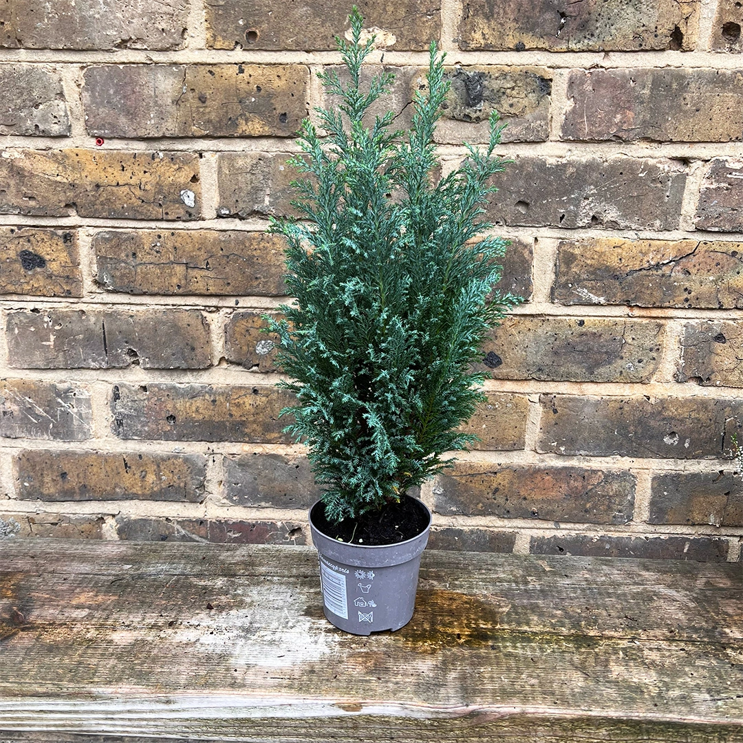 Chamaecyparis Ellwoodii (11cm) Ellwood's Cypress - The Boma Garden Centre