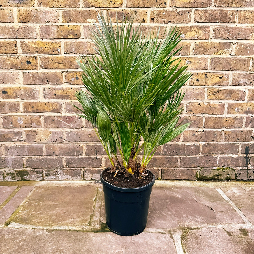 Chamaerops Humilis Compacta (Pot Size 7L) European Fan Palm - The Boma ...