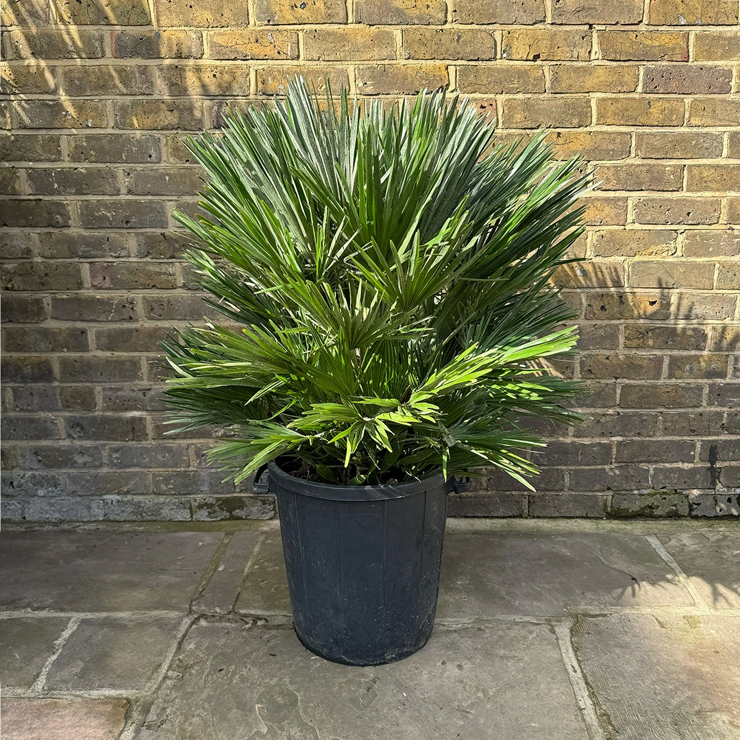 Chamaerops Humulis Compacta (Pot Size 30L) European Fan Palm - The Boma ...