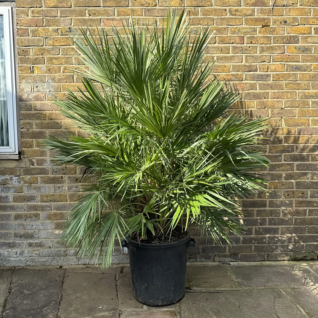Chamaerops Humulis Compacta (Pot Size 50L) European Fan Palm - The Boma ...