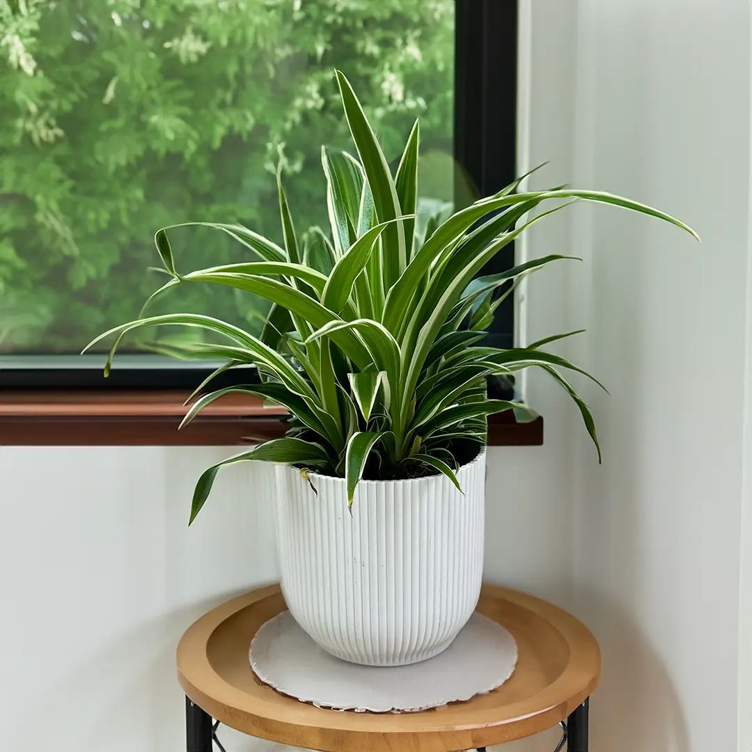 Chlorophytum Ocean (Pot Size 12cm) Spider Plant - The Boma Garden Centre