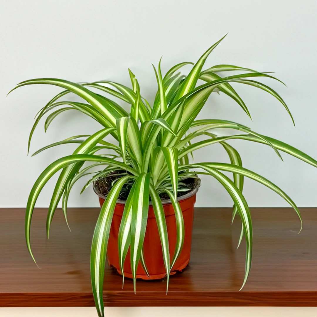 Chlorophytum variegata (Pot Size 15cm) Spider Plant - The Boma Garden ...