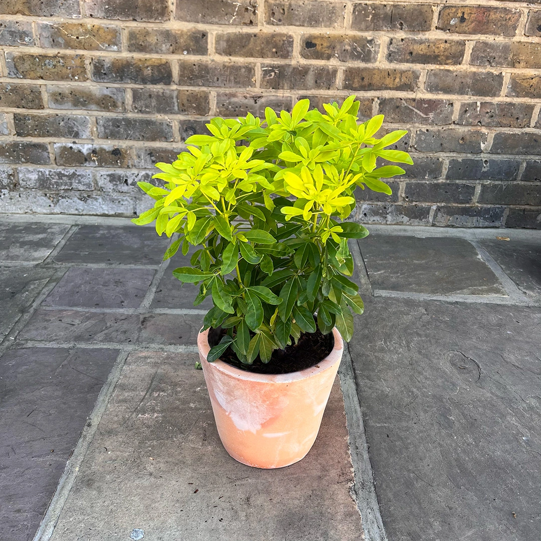 Choisya ternata 'Sundance' (Pot Size 10L) - Mexican Orange Blossom ...