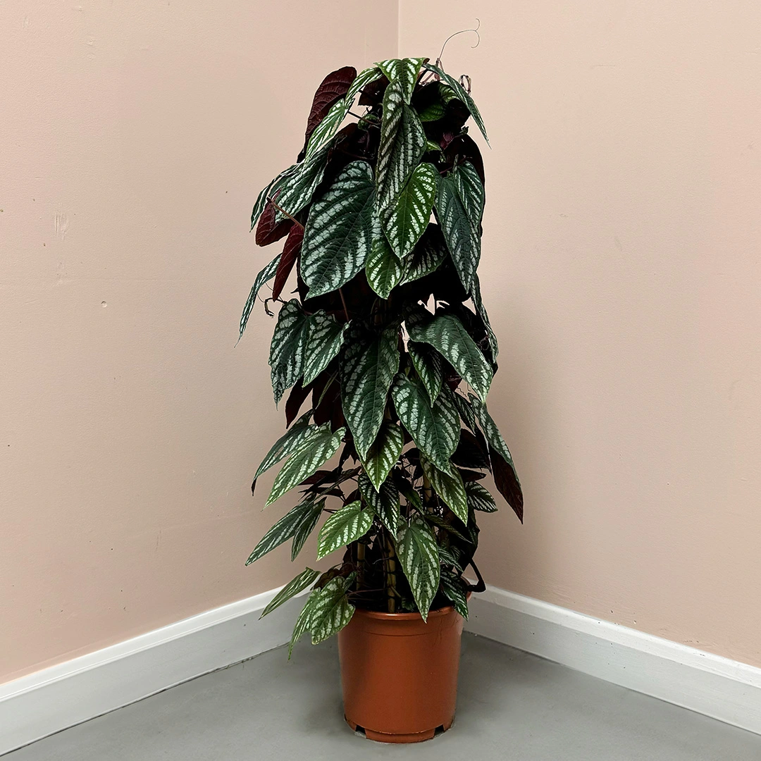 Cissus discolor (Pot Size 24cm) Rex begonia vine/ Climbing begonia ...