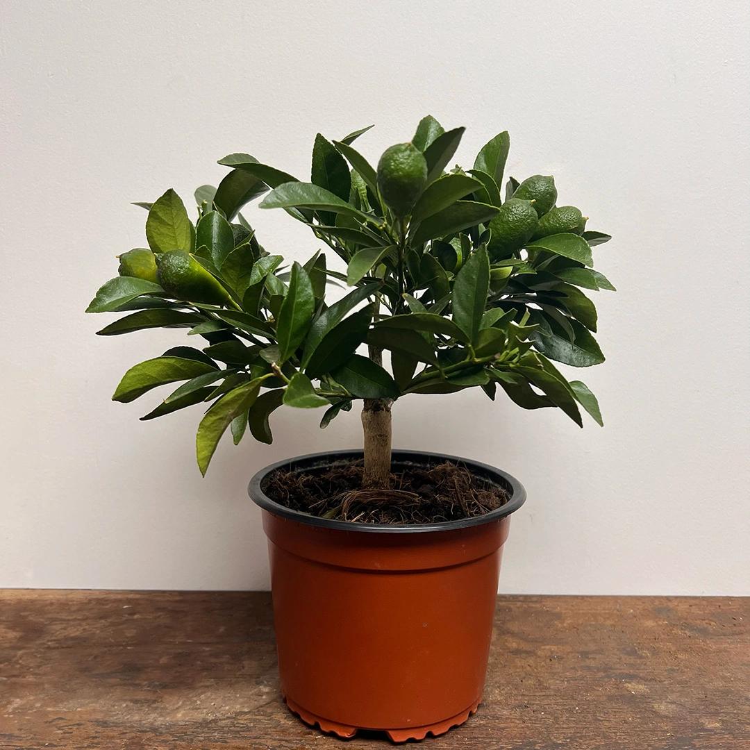 Citrus limon (Pot Size 14cm) Citrus Mini Lemon - The Boma Garden Centre