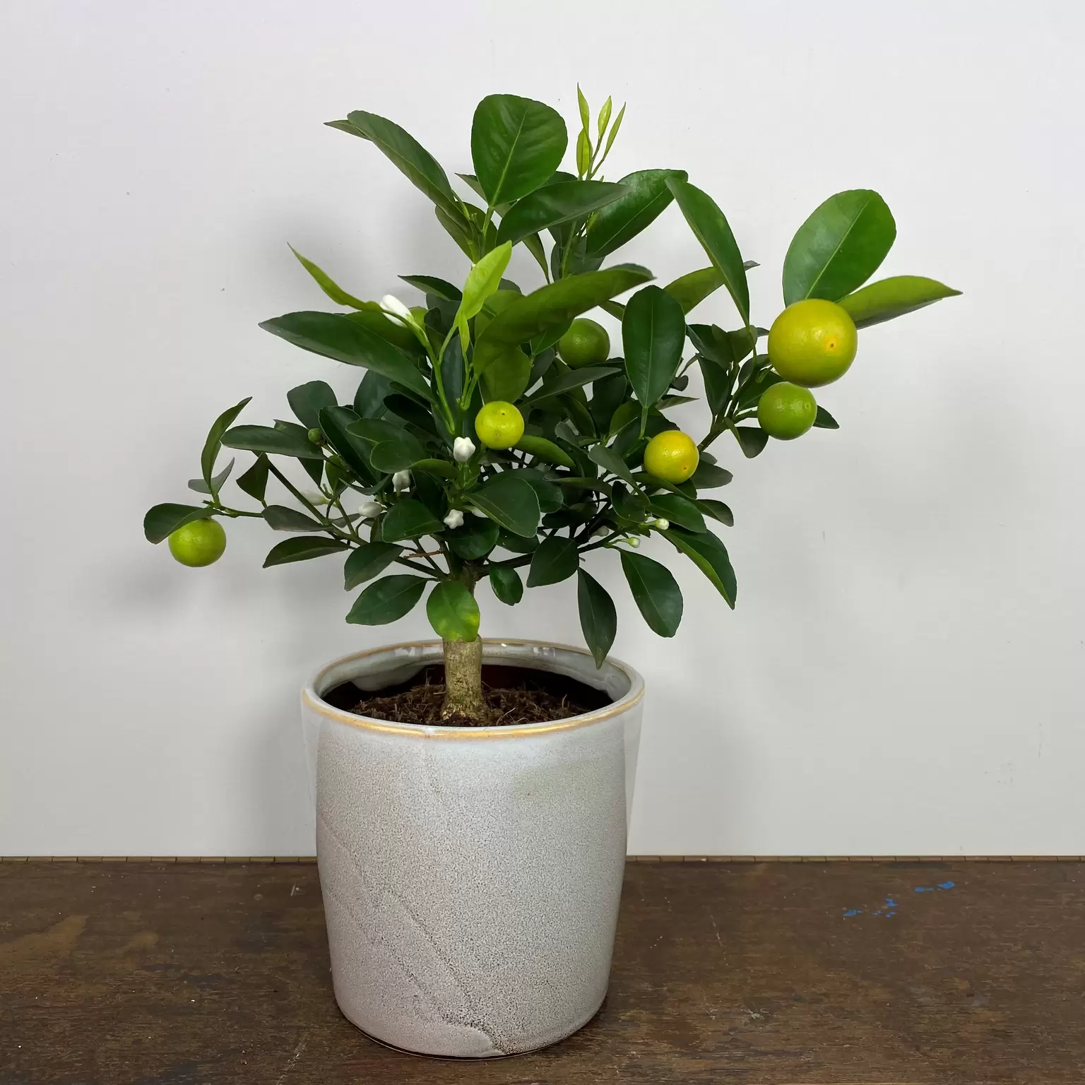 Citrus x microcarpa 'Calamondin' (Pot Size 12cm) Calamansi - The Boma ...