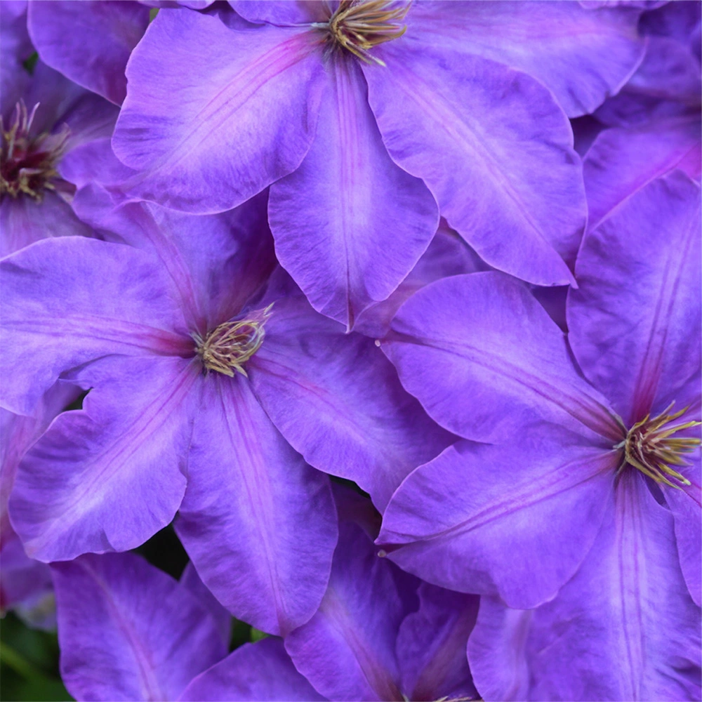 Clematis 'Elsa Spath' (Pot Size 3L) - The Boma Garden Centre