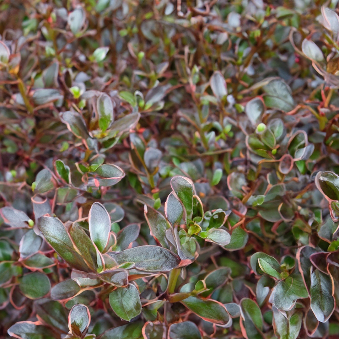 Coprosma 'Pacific Night' (Pot Size 3L) - The Boma Garden Centre