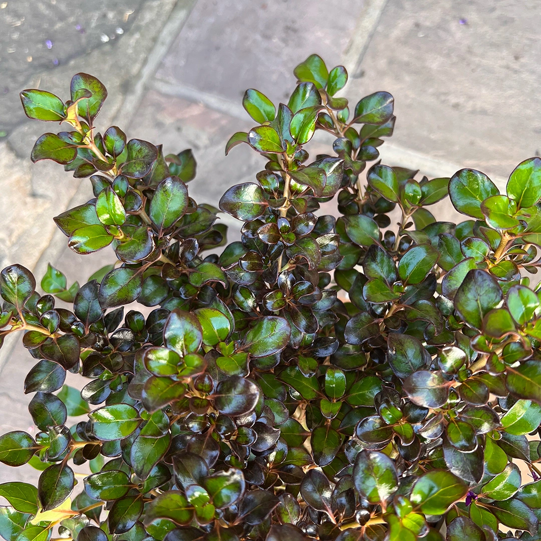 Coprosma 'Purple Haze' (3L) Glossy Purple 'Purple Haze' - The Boma ...