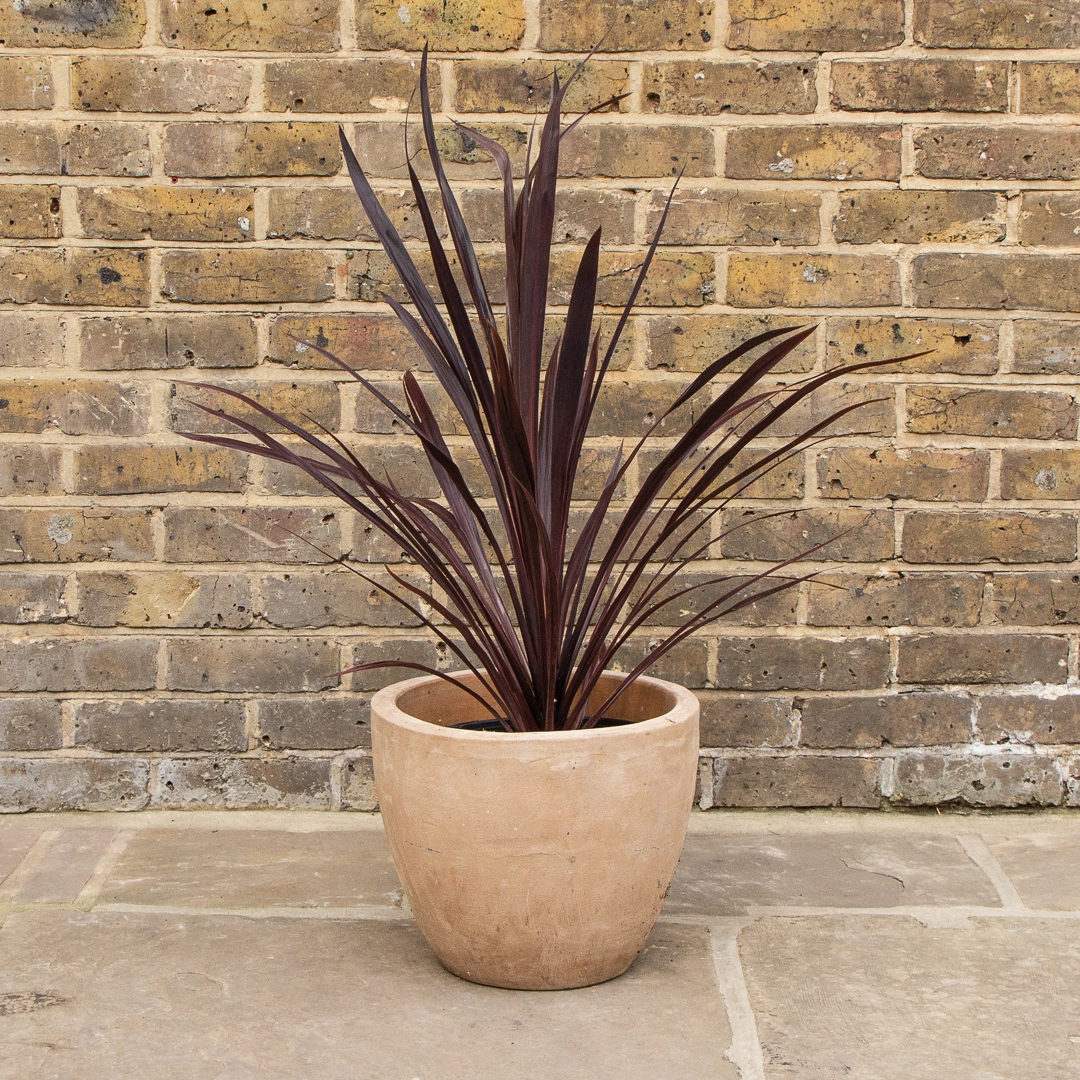 Cordyline australis 'Black Night' (Pot Size 7L) - Cabbage-palm - The ...