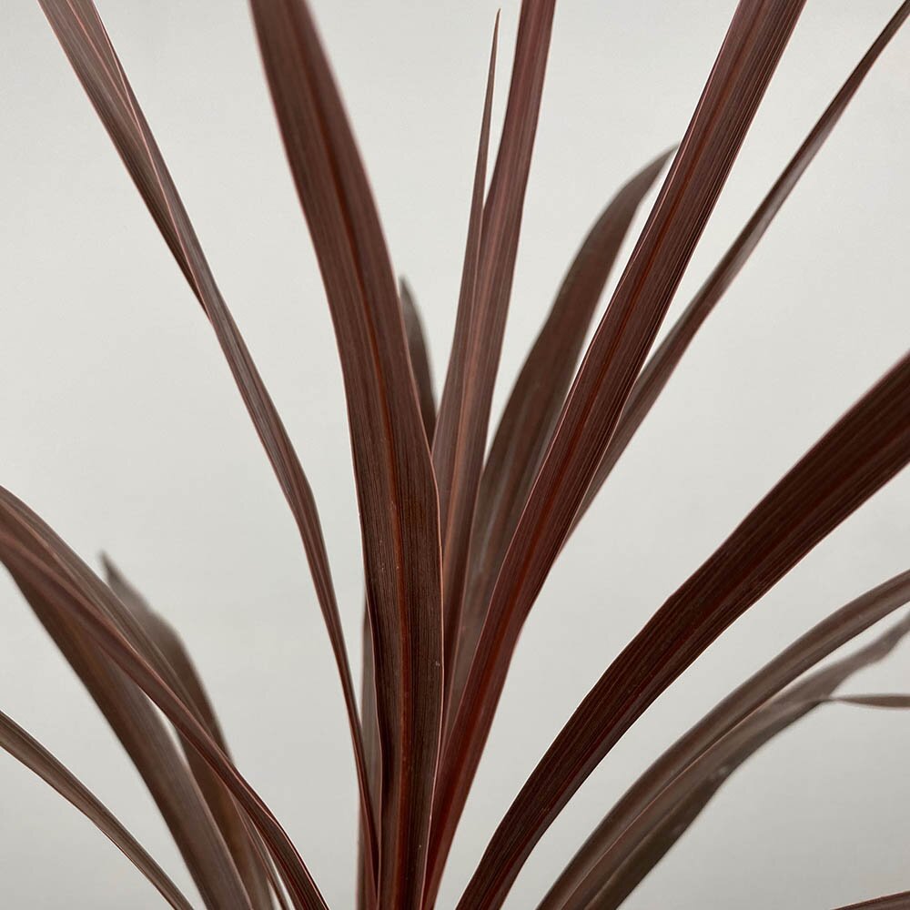 Cordyline australis 'Red Star' (Pot Size 1L) - Cabbage-tree - The Boma ...