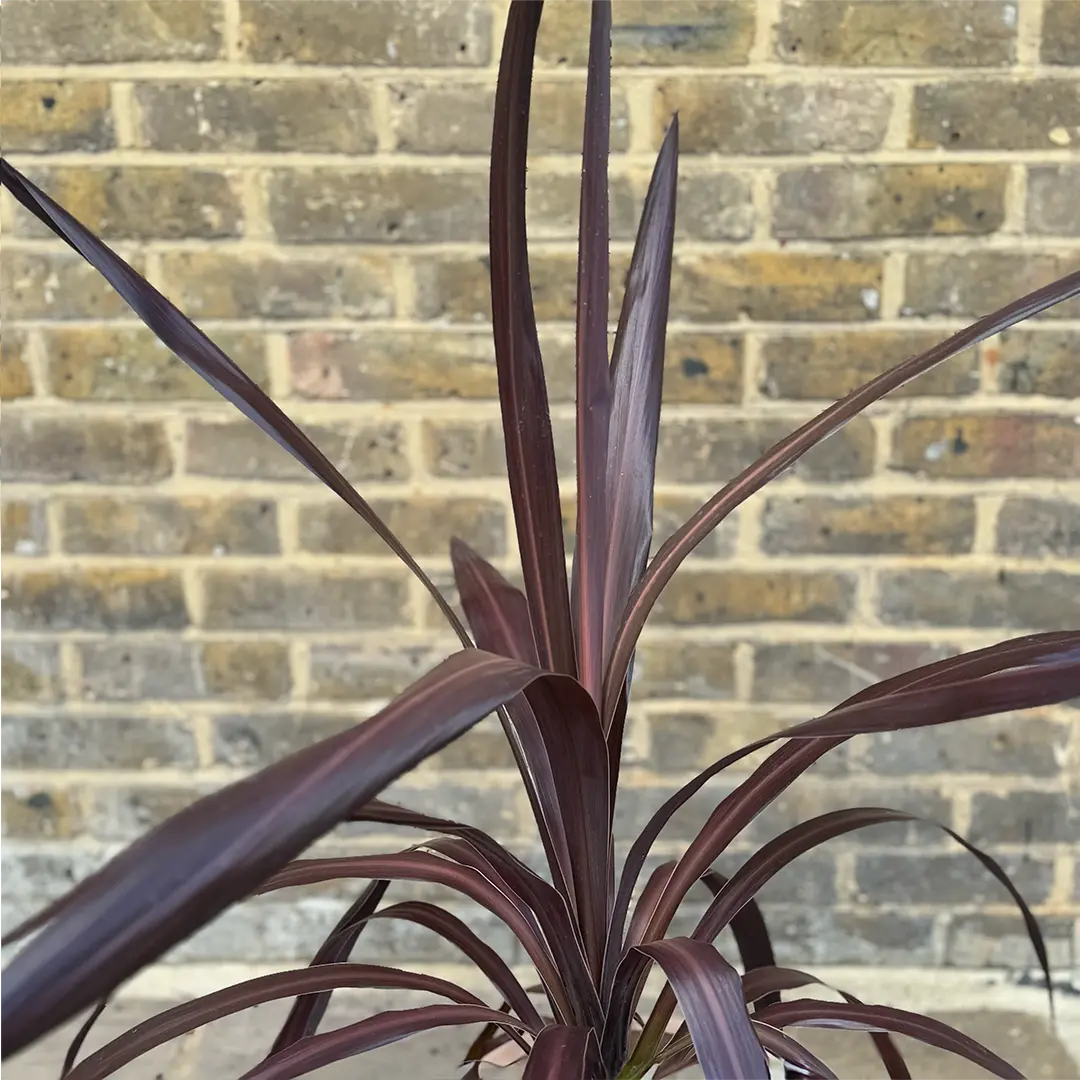 Cordyline 'Super Star' (Pot Size 23cm) Cabbage Palm - The Boma Garden ...