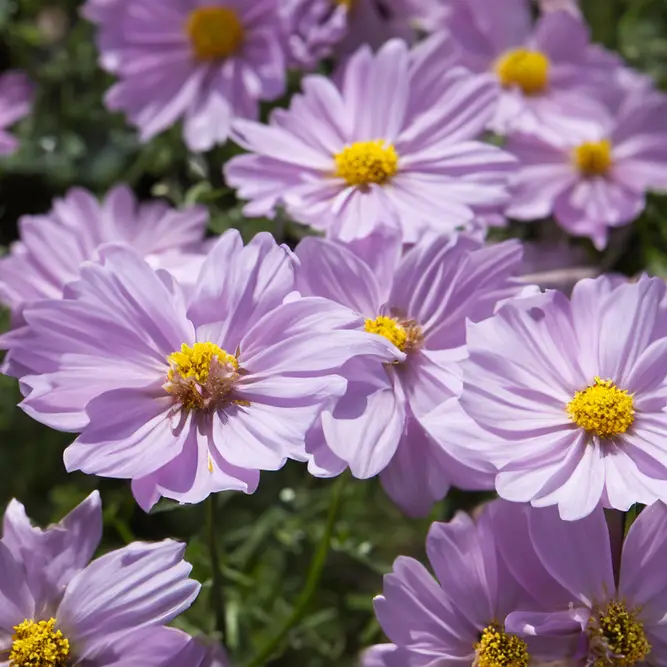 Cosmos bipinnatus 'Apollo Pink' (Pot Size 2L) - The Boma Garden Centre