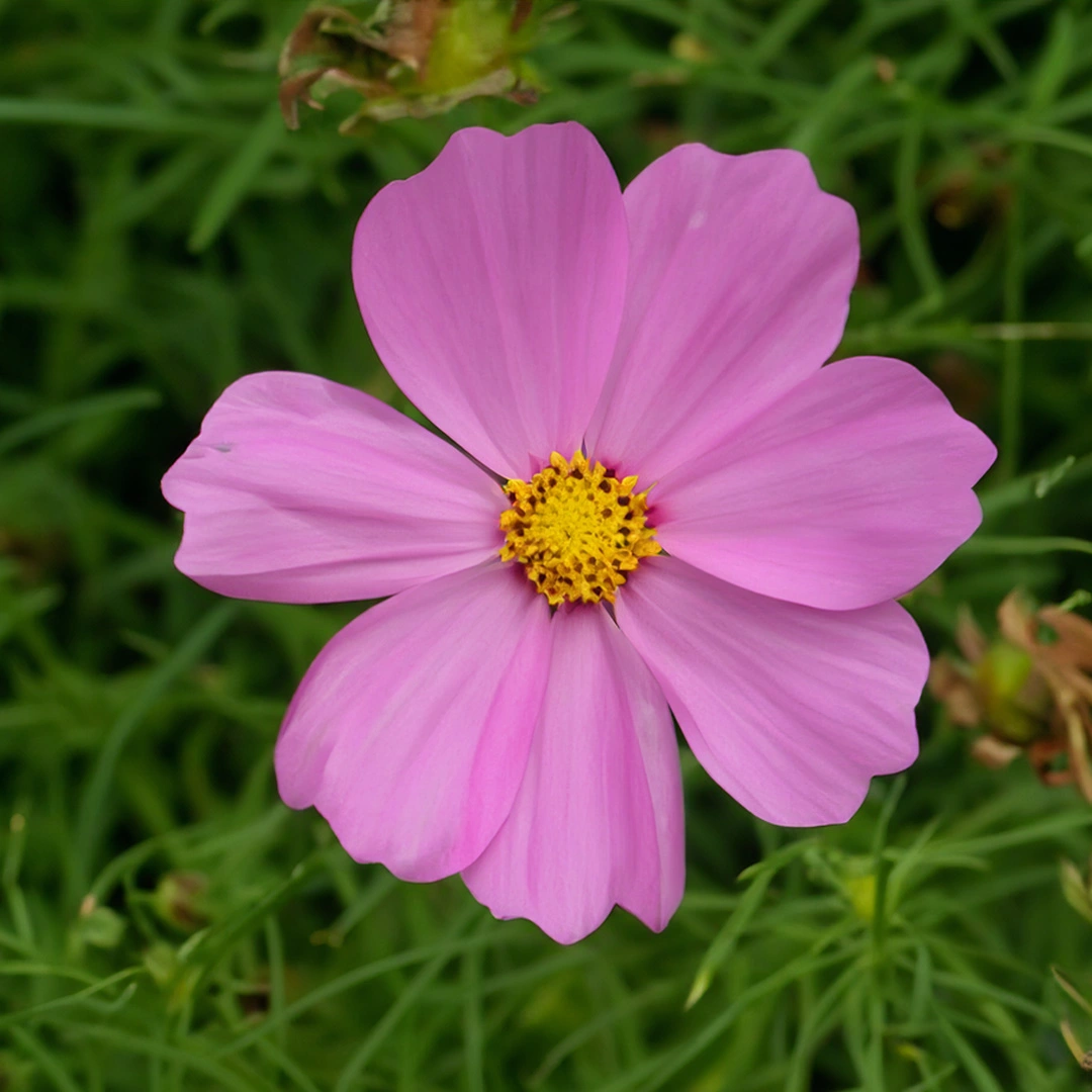 Cosmos bipinnatus ‘Casanova Pink’ (Pot Size 1L) Cosmos Pink - The Boma ...