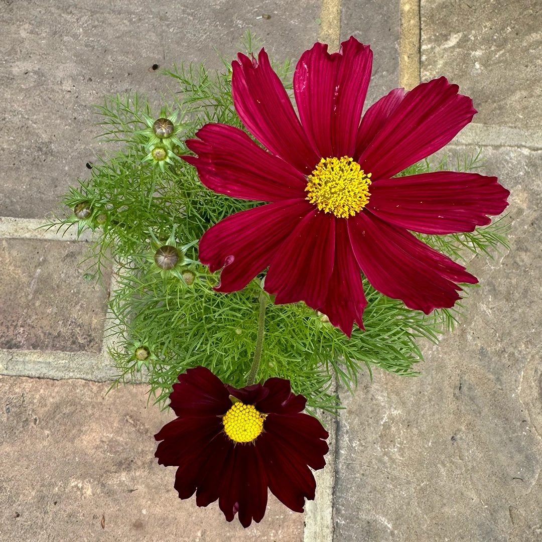Cosmos bipinnatus ‘Casanova Red’ (Pot Size 1L) Cosmos Pink - The Boma ...