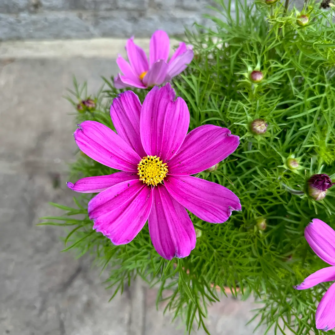 Cosmos bipinnatus 'Casanova Violet' (Pot Size 5L) Cosmos - The Boma ...