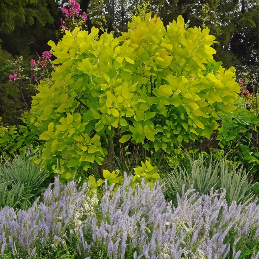 Cotinus coggygria 'Golden Spirit' (3L) Smoke Tree - The Boma Garden Centre