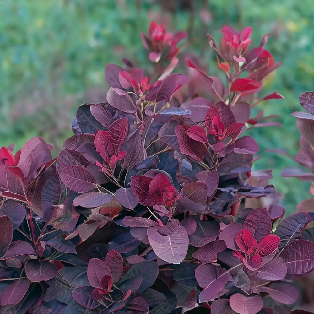 Cotinus coggygria 'Lilla' (3L) Compact Purple Smoke Bush - The Boma ...