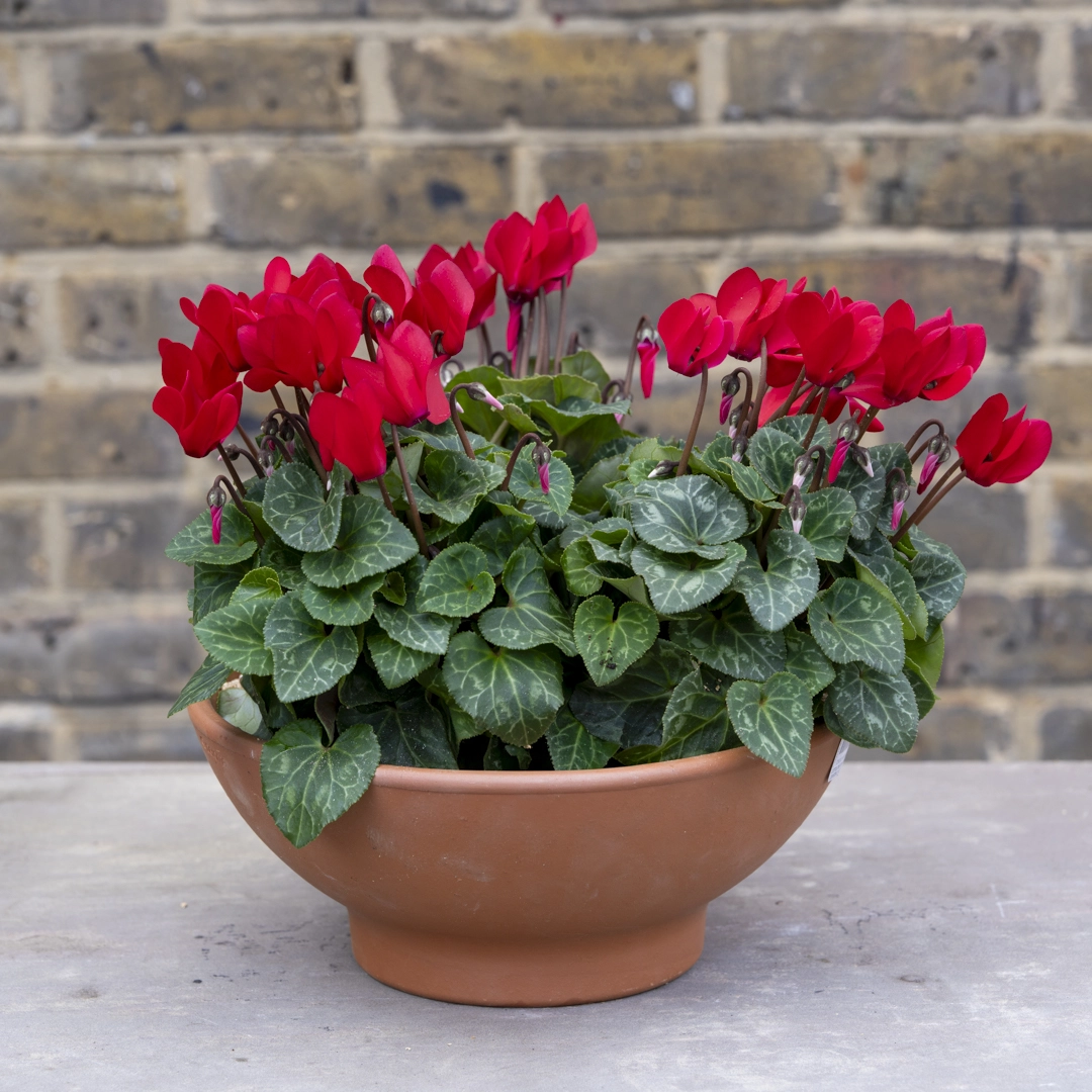 Cottage Grove Bowl - Red - The Boma Garden Centre