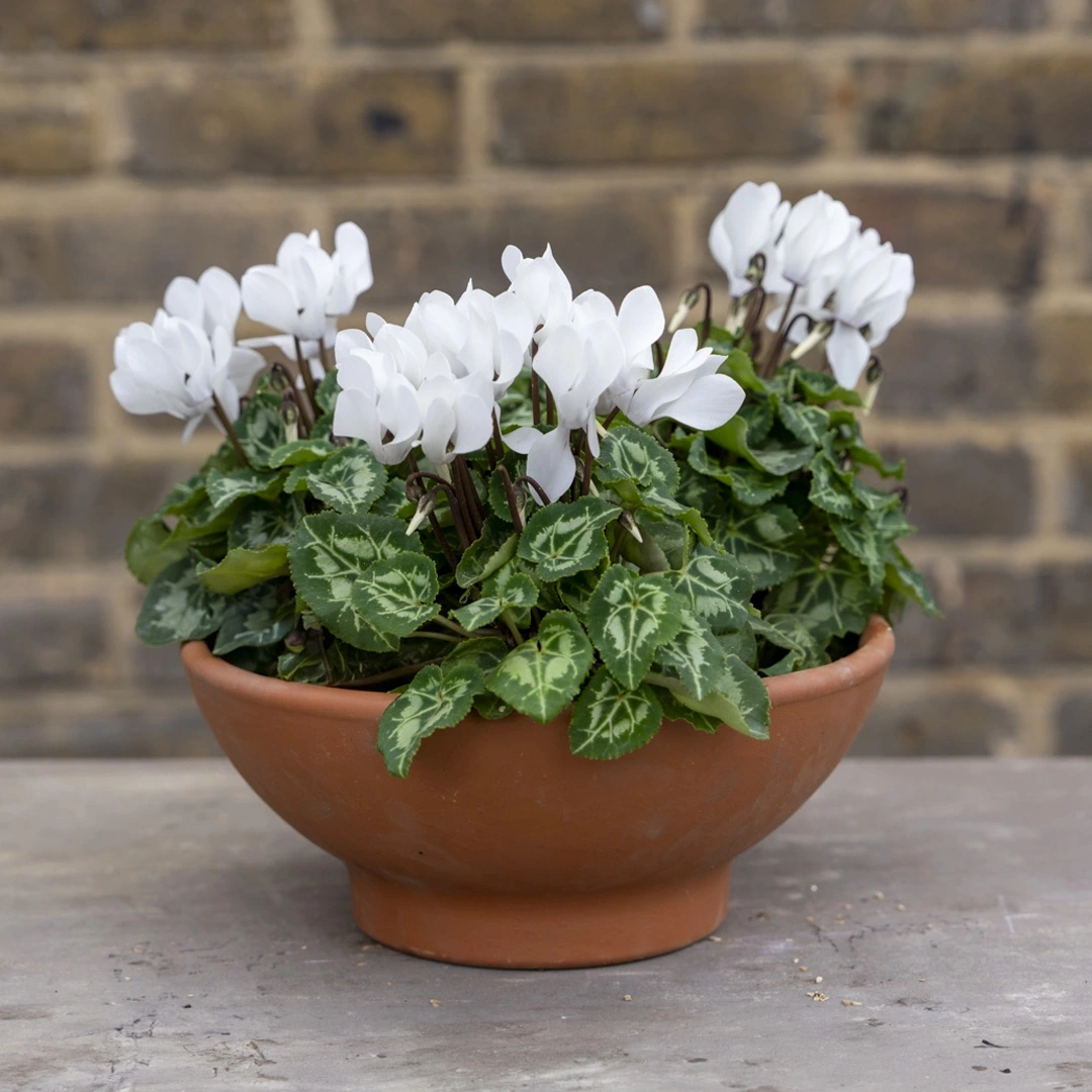 Cottage Grove Bowl - White - The Boma Garden Centre