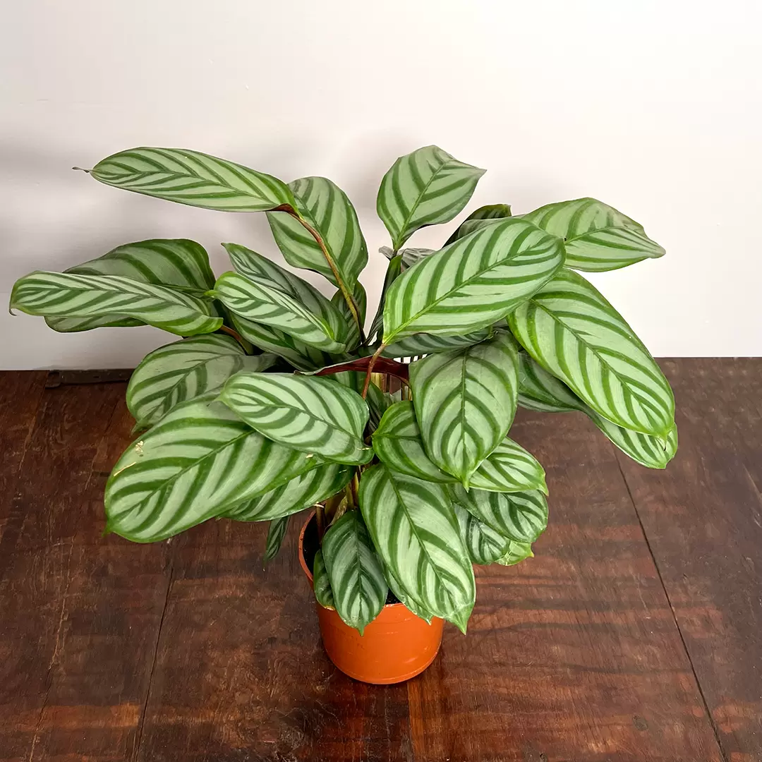 Ctenanthe setosa 'Compact Star' (Pot Size 12cm) - The Boma Garden Centre