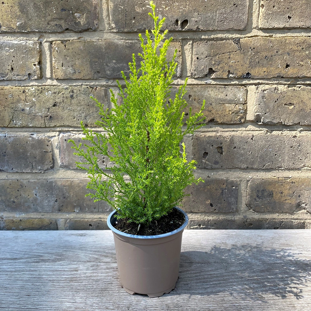 Cupressus macrocarpa 'Goldcrest' (Pot Size 11cm) - Golden Monterey ...