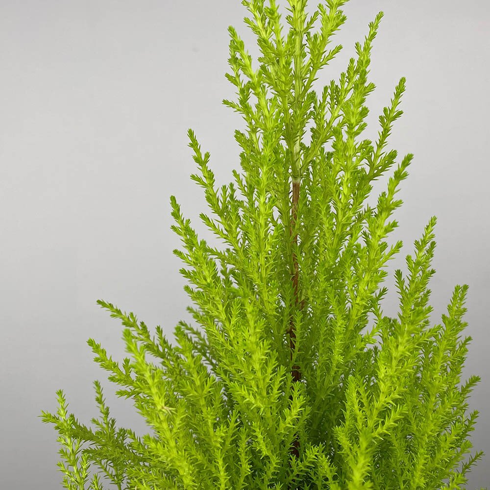 Cupressus macrocarpa 'Wilma' (11cm) - Monterey Cypress - The Boma ...