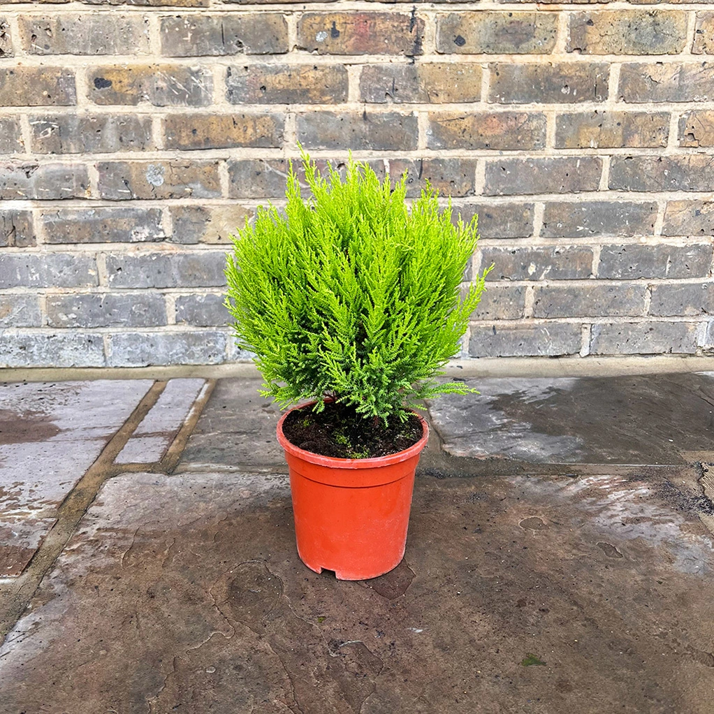 Cupressus 'Wilma Ball' (Pot Diameter 17cm) - The Boma Garden Centre
