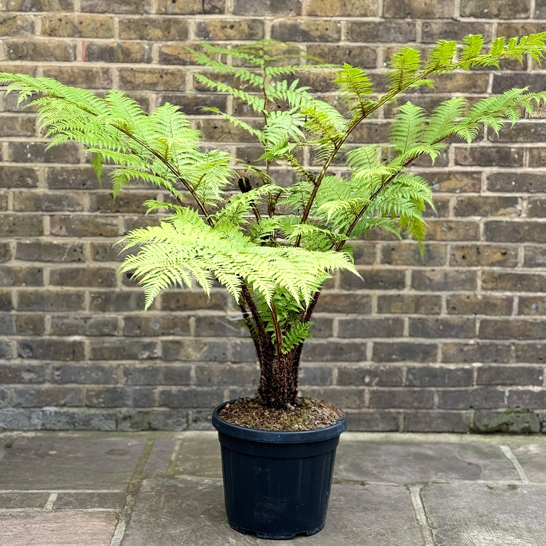 Cyathea cooperi (Pot Size 20L) Australian Tree Fern - The Boma Garden ...