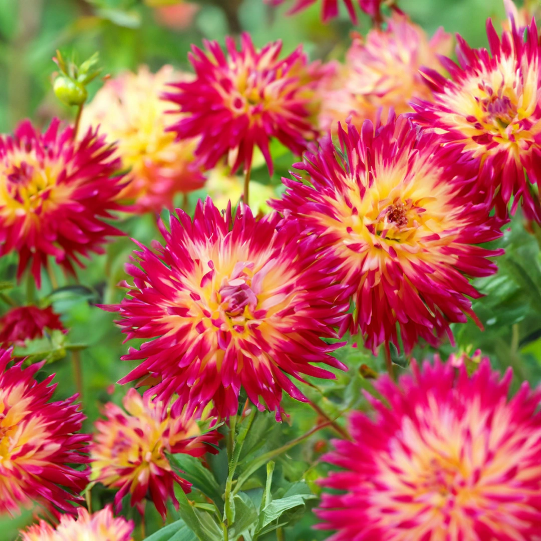 Dahlia 'Tahiti Sunrise' (Pot Size 3L) - The Boma Garden Centre